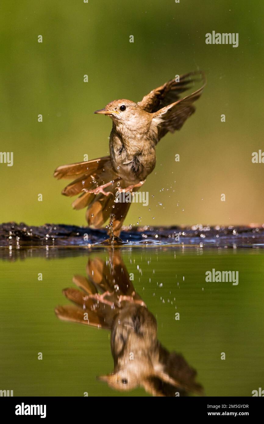 Nightingale Bird Flying