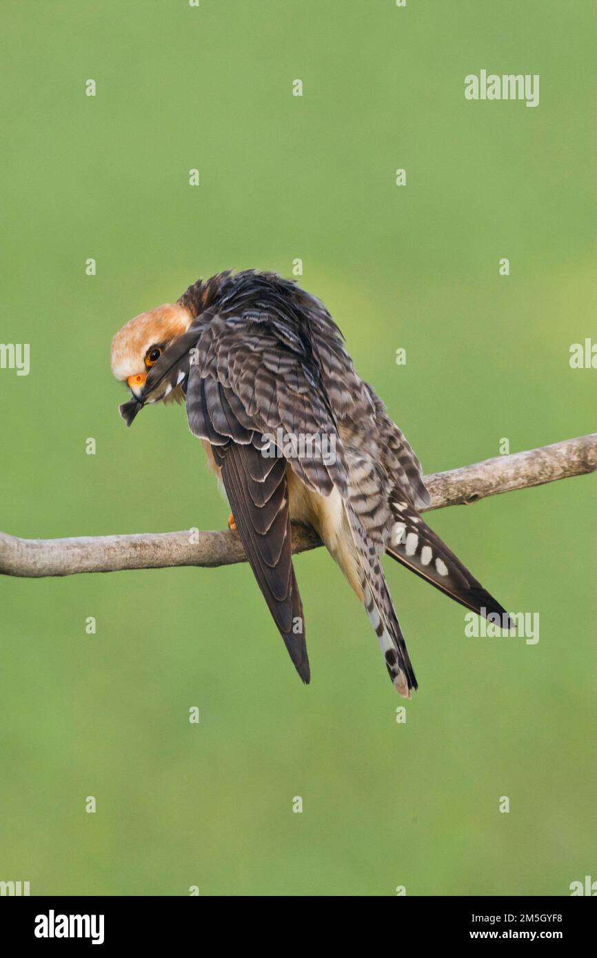 Agami bird hi-res stock photography and images - Alamy