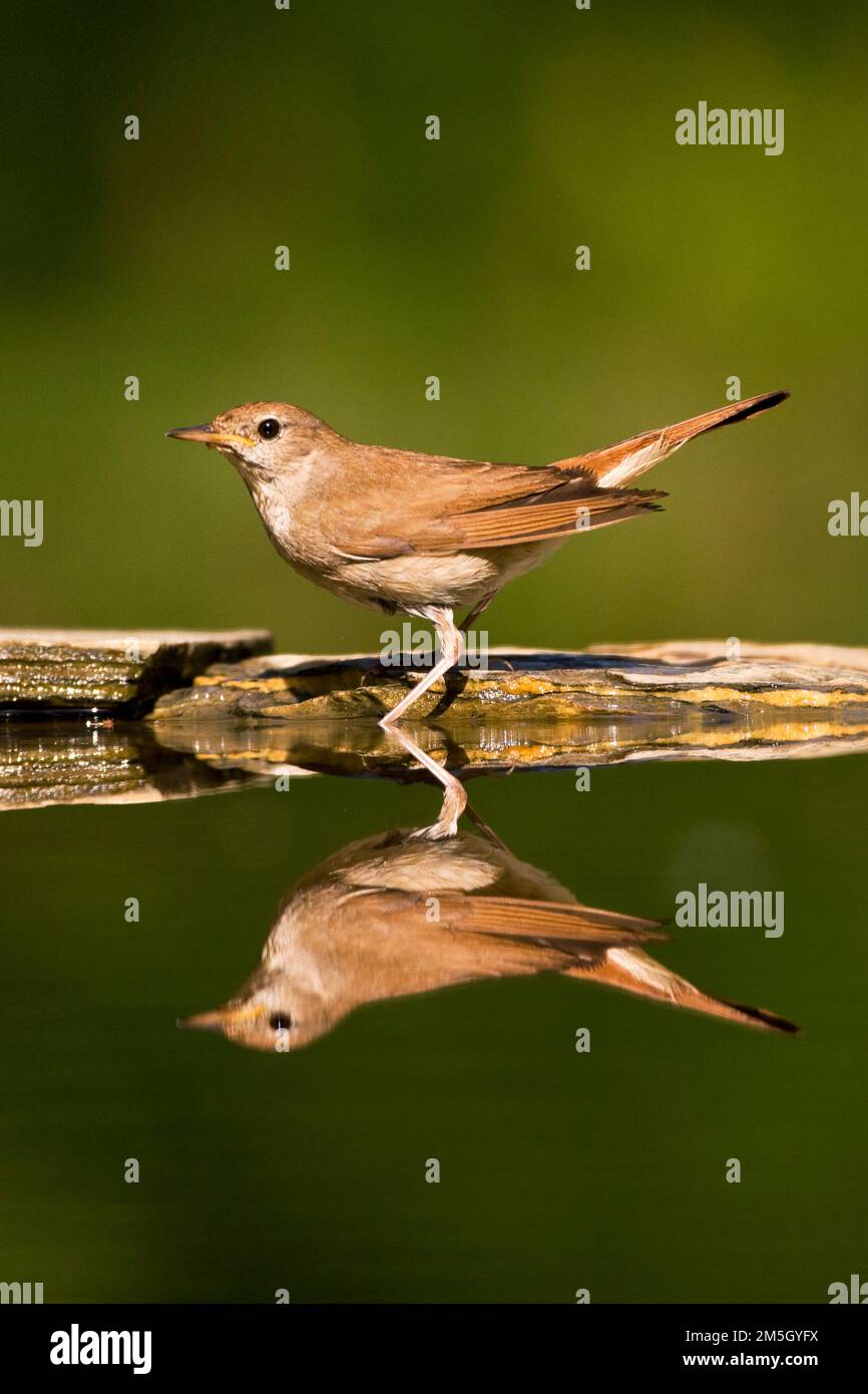 Common nightingale sitting in hi-res stock photography and images - Alamy