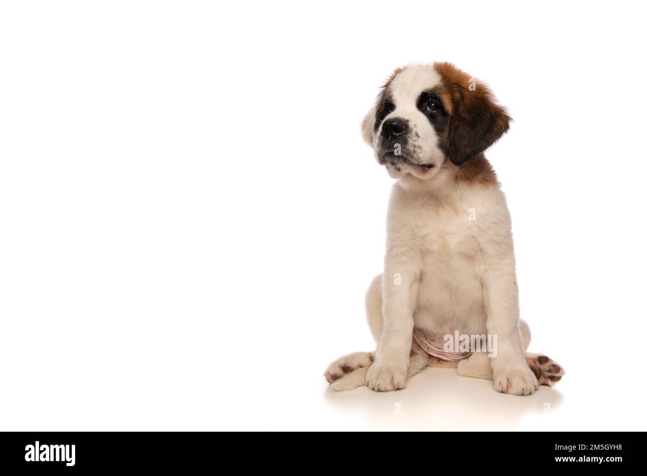 Cute Saint Bernard puppy dog looking away sitting down on an isolated ...