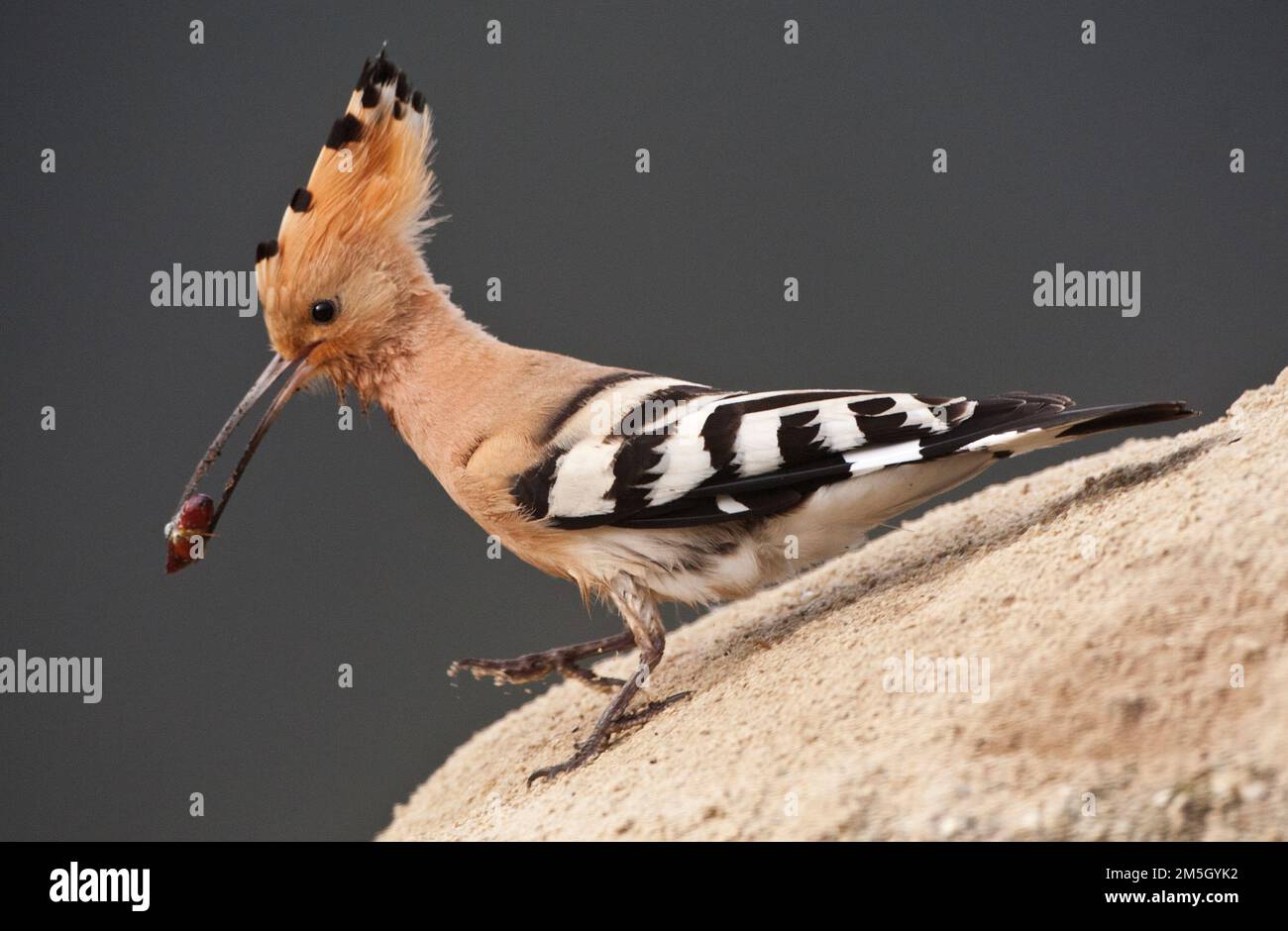Eurasian Hoopoe walking with food Stock Photo - Alamy