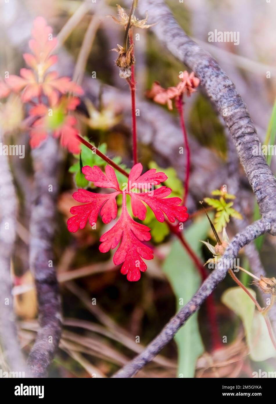 A red small leaf between branches. Natural backgrounds Stock Photo - Alamy