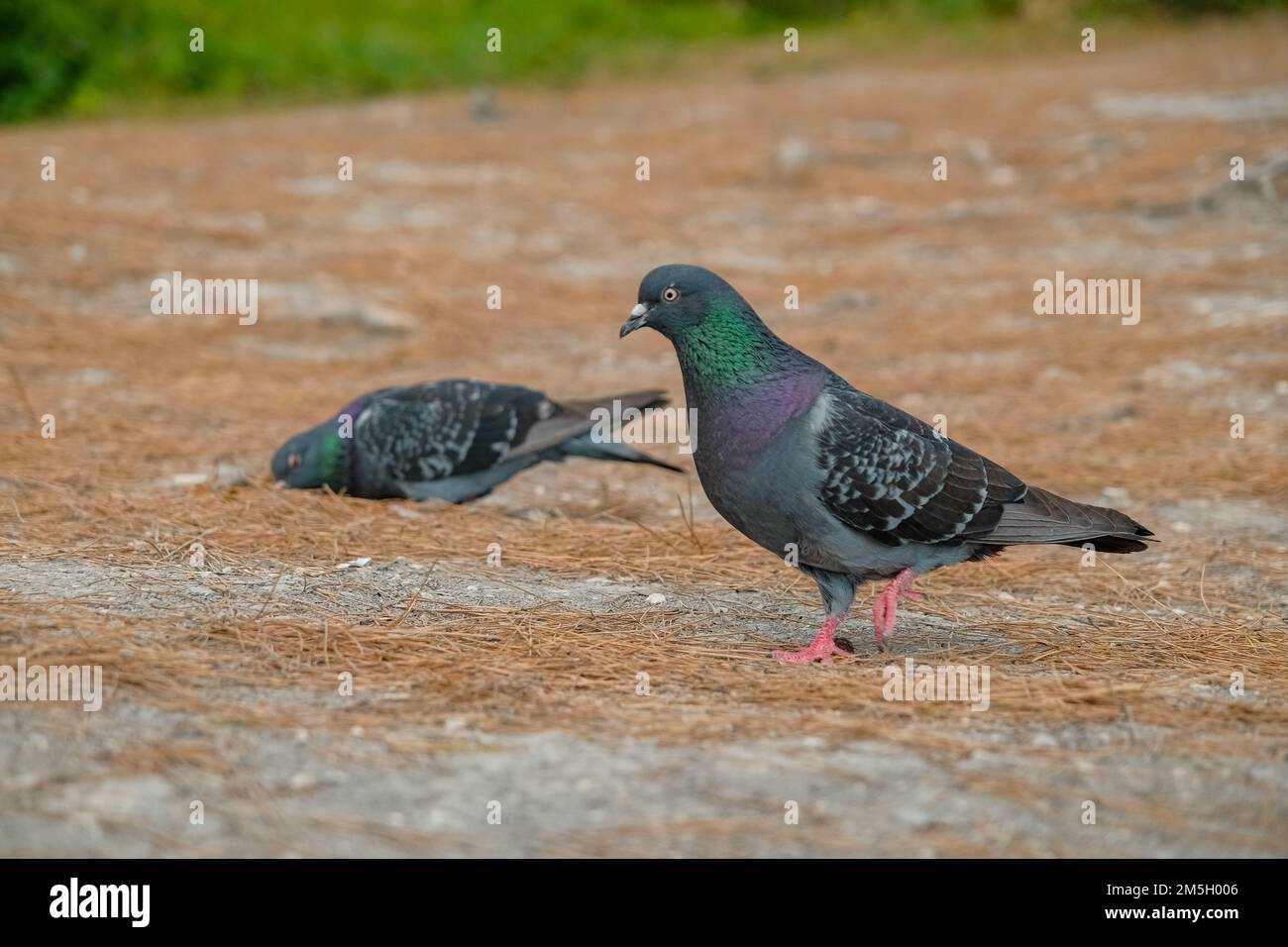 homing pigeon, racing pigeon or domestic messenger pigeon Latin columba ...