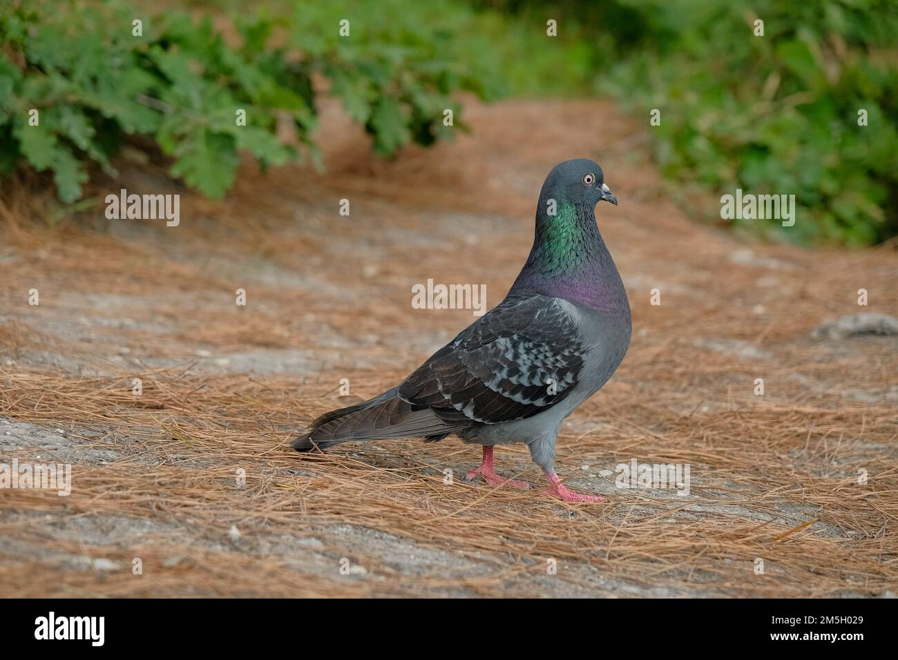Break free bird hi-res stock photography and images - Alamy