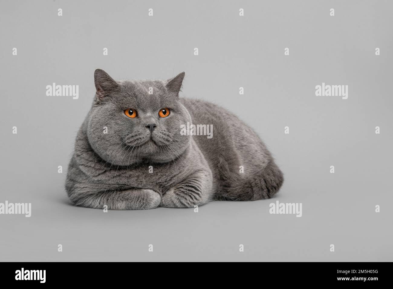 Grey purebred british shorthair cat with orange eyes lying down ...