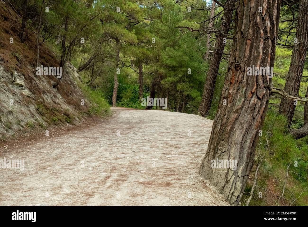Walkway Lane Path With Green Trees in Forest. Beautiful Alley In Park ...