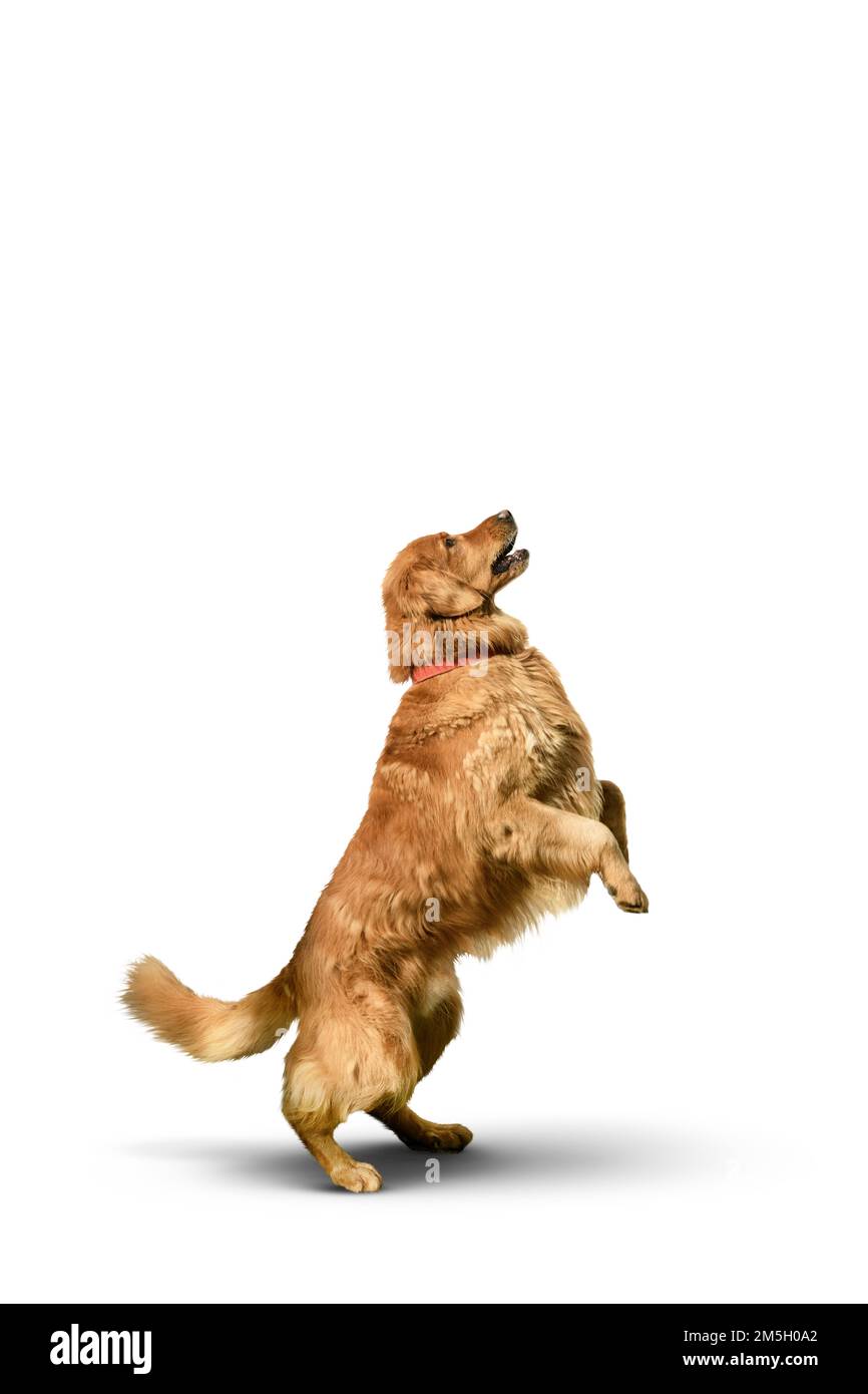 Golden retriever dog on a white background with shadow Stock Photo - Alamy