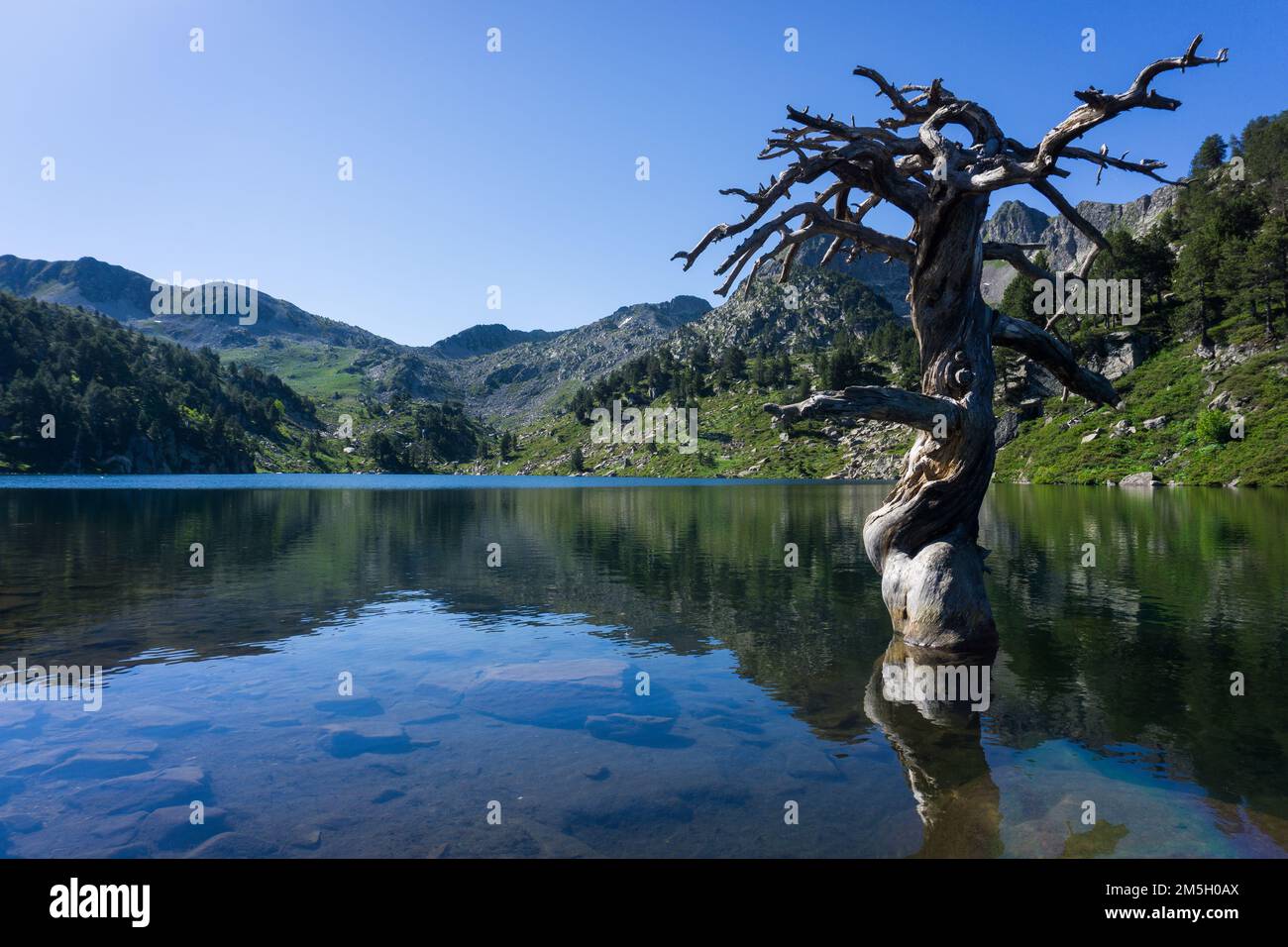 Amazing tree on the Baciver Lake at Val d'Aran (Aran Valley Stock Photo ...