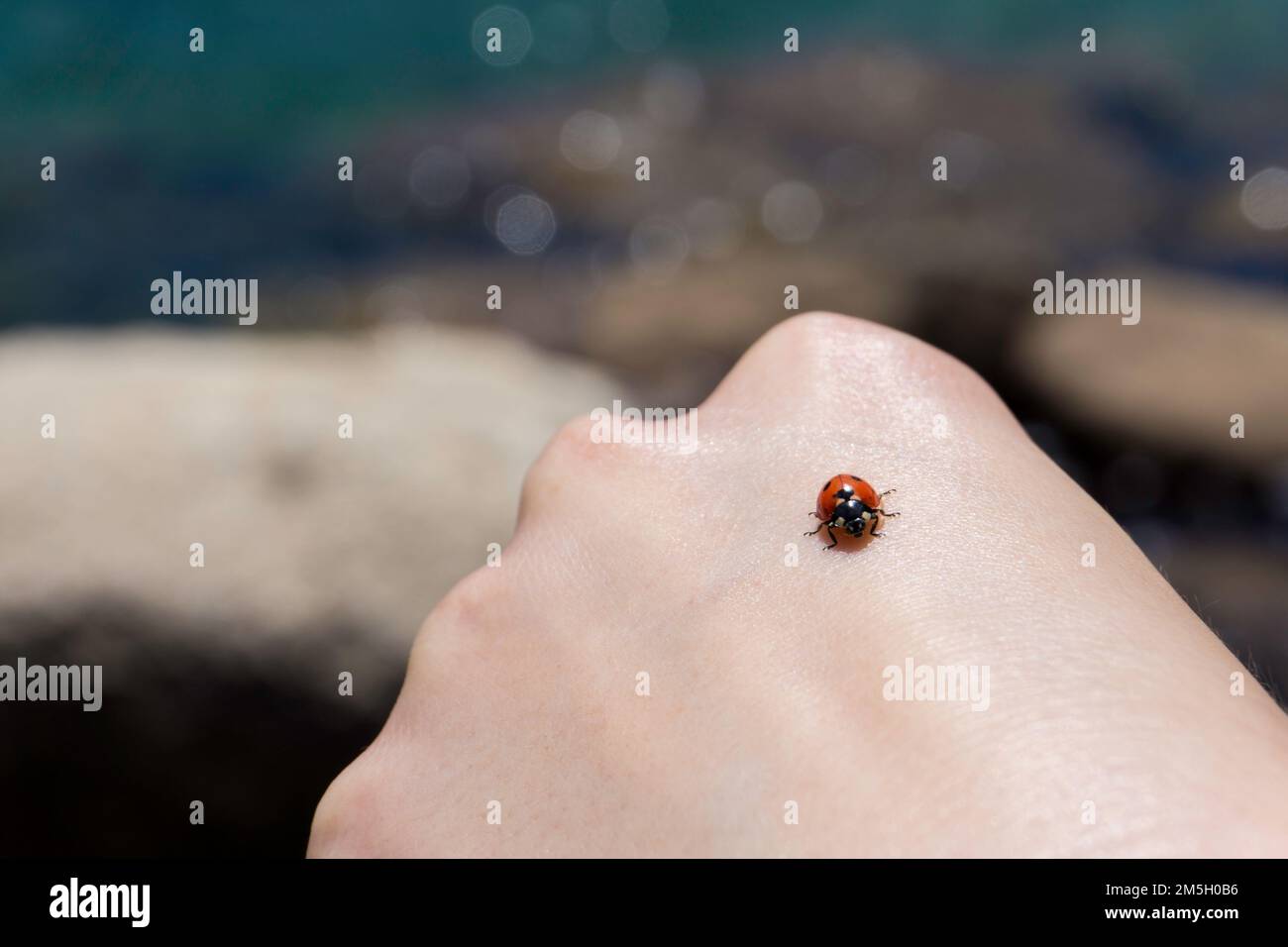 Ladybug walking on a hand Stock Photo - Alamy