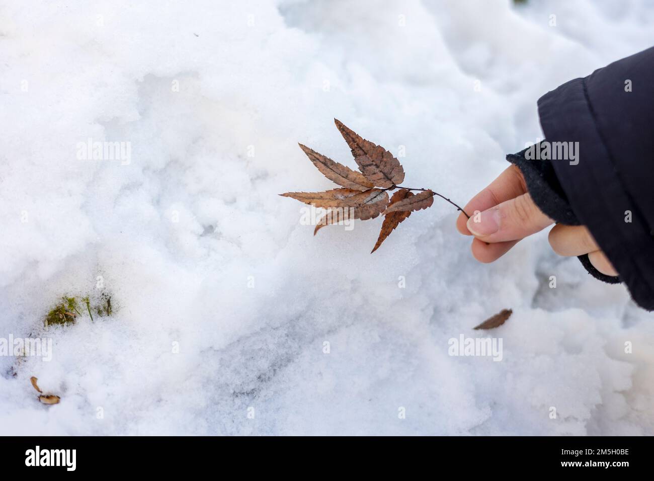 Woman hand leaf tree hi-res stock photography and images - Alamy