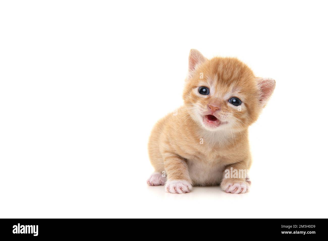 Adorable three weeks old ginger kitten looking at the camera with its ...