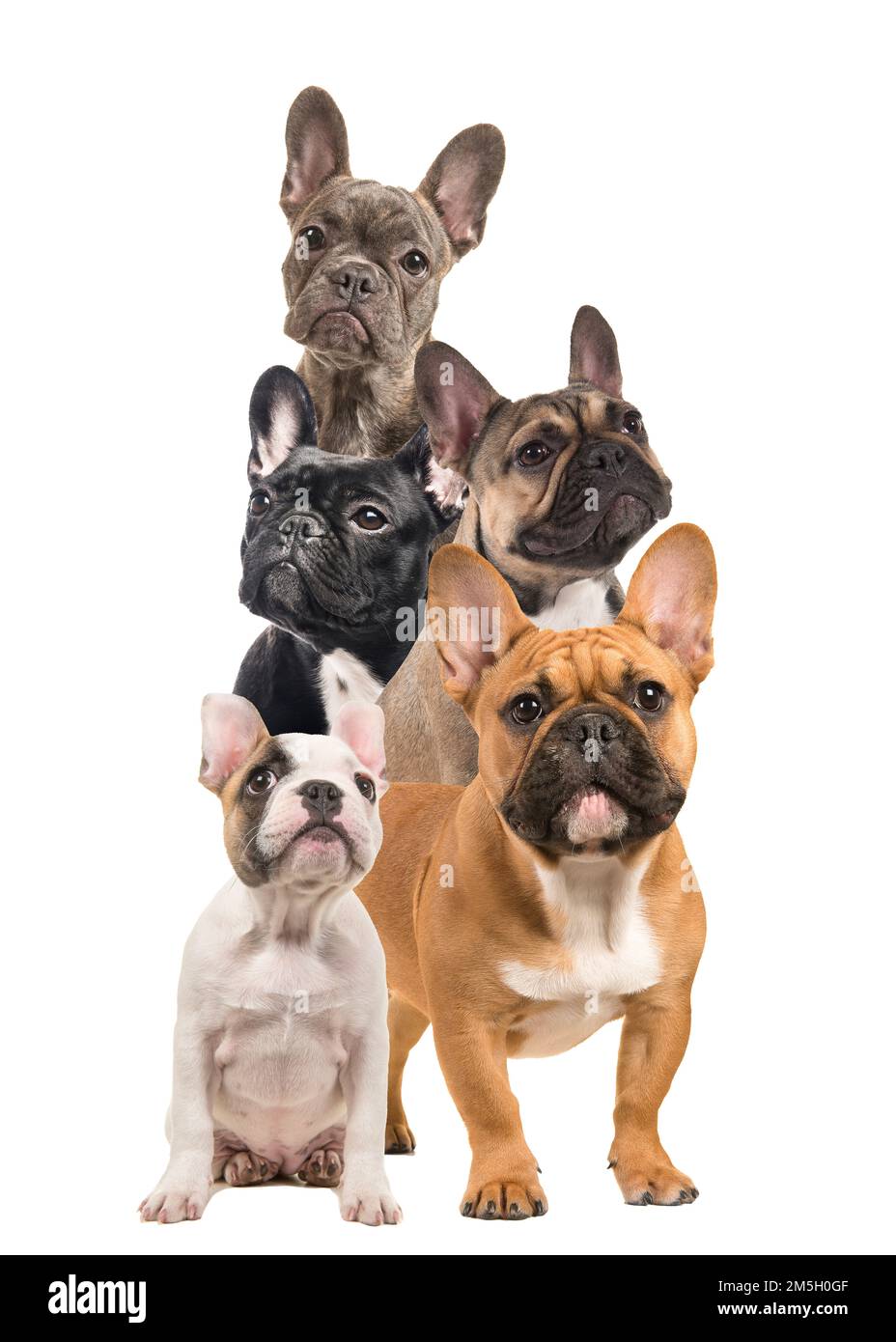 Composition with differt french bulldogs, full length and portraits on a white background Stock ...