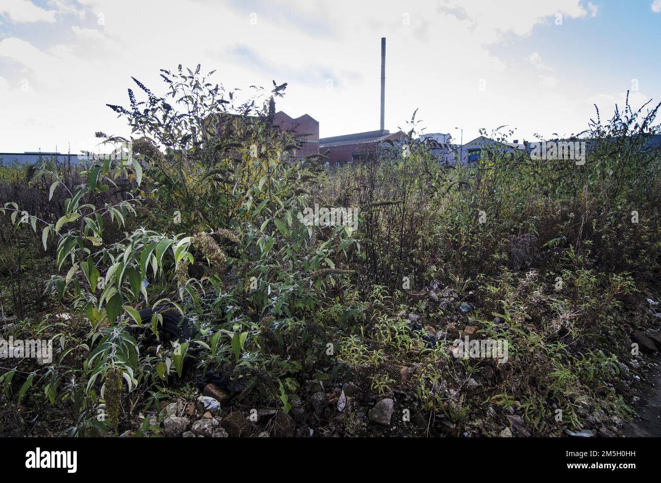Dense shrubbery on disused industrial land Stock Photo - Alamy