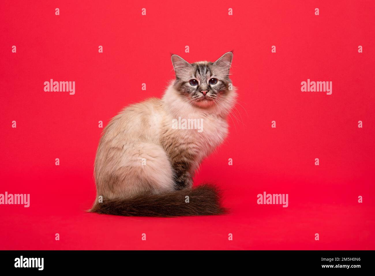 Holy burmese cat sitting on a red background looking at the camera ...