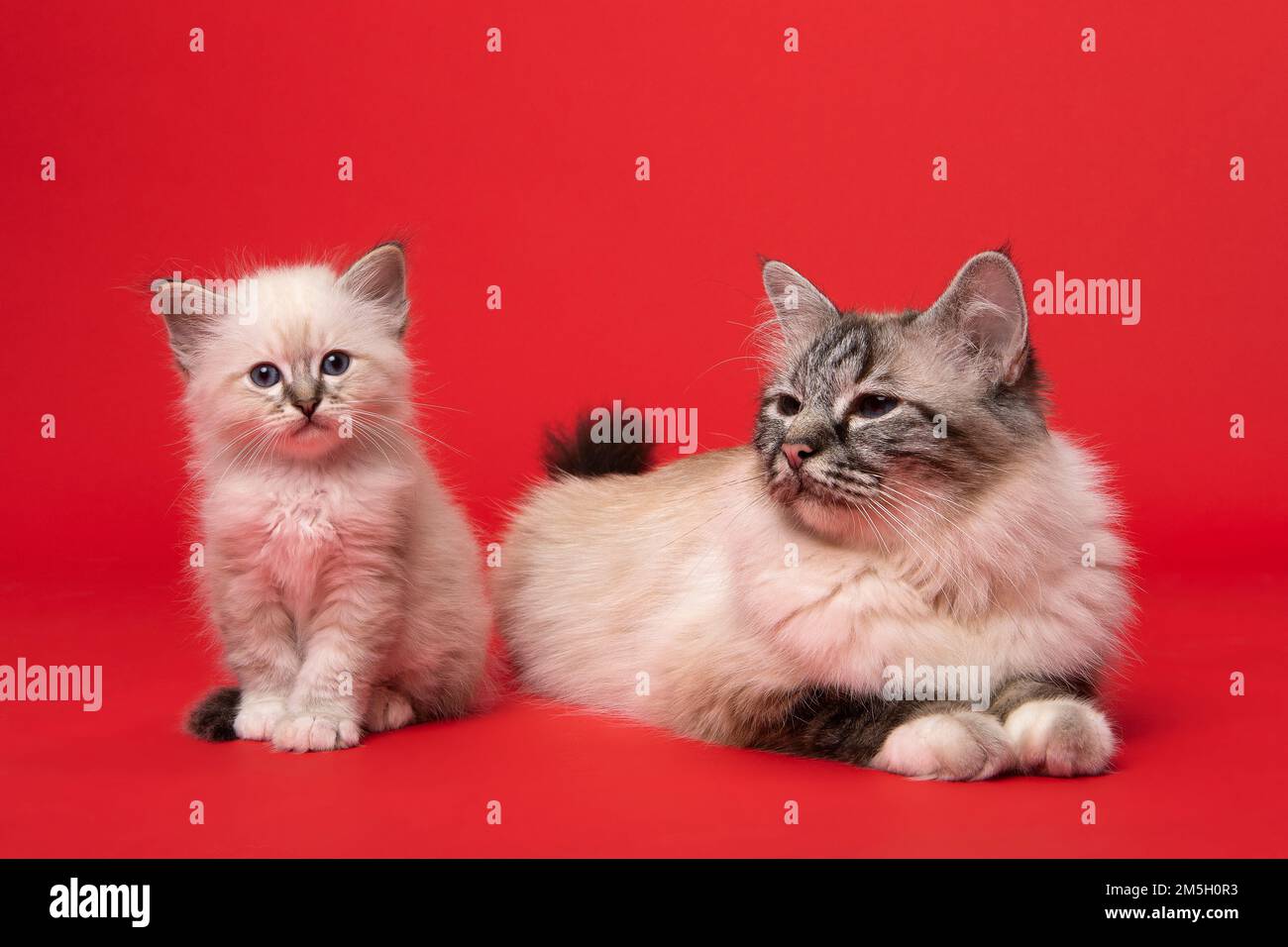 Holy burmese mother cat lying down with her sitting kitten on a red ...