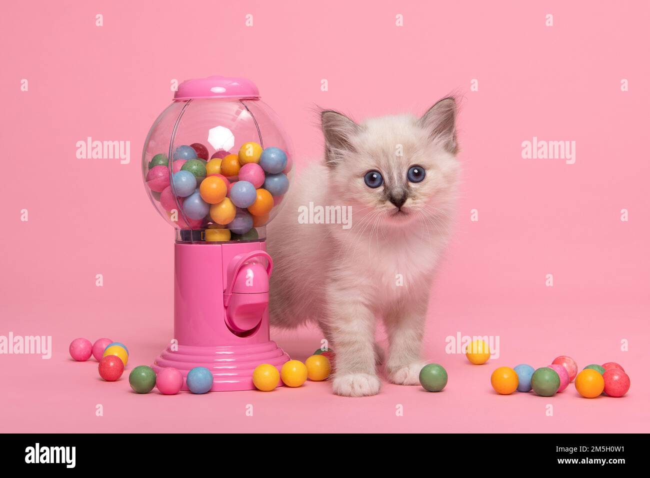 Cute holy burmese kitten standing between colorful chewing gum balls ...
