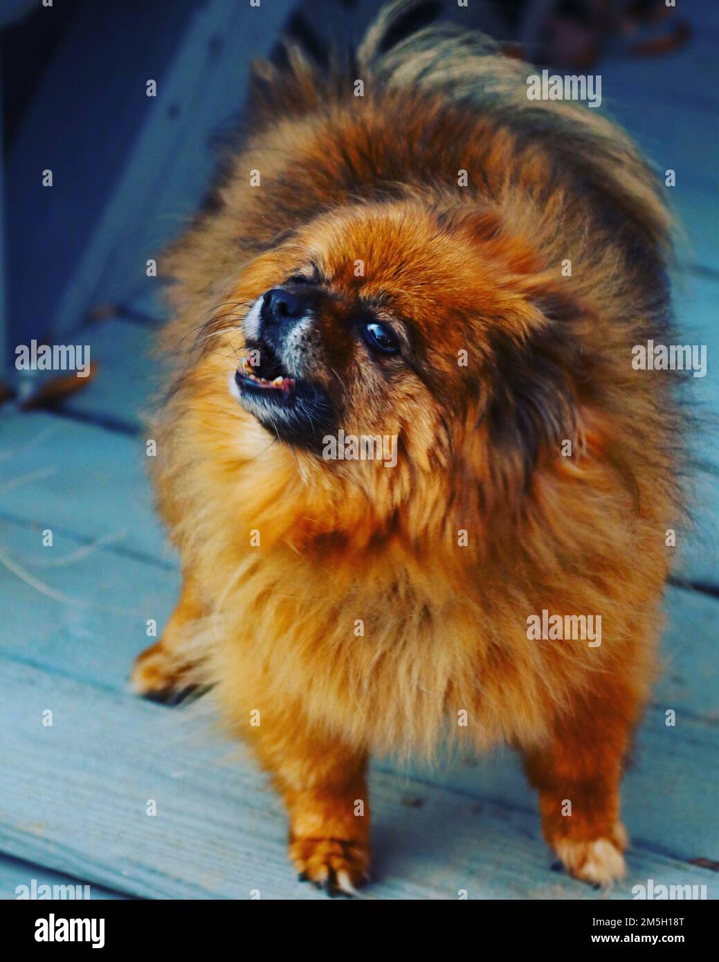 A fluffy Pekingese dog breed standing on wooden floor Stock Photo - Alamy