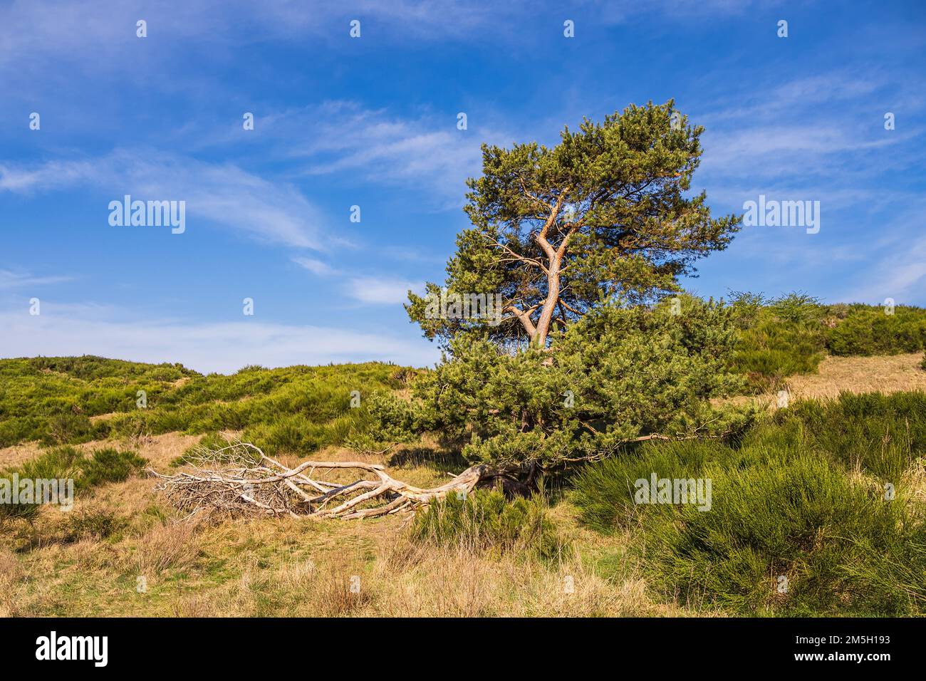 Landscape With Wind Fledgling At Briar Patch On Hiddensee Island Stock ...
