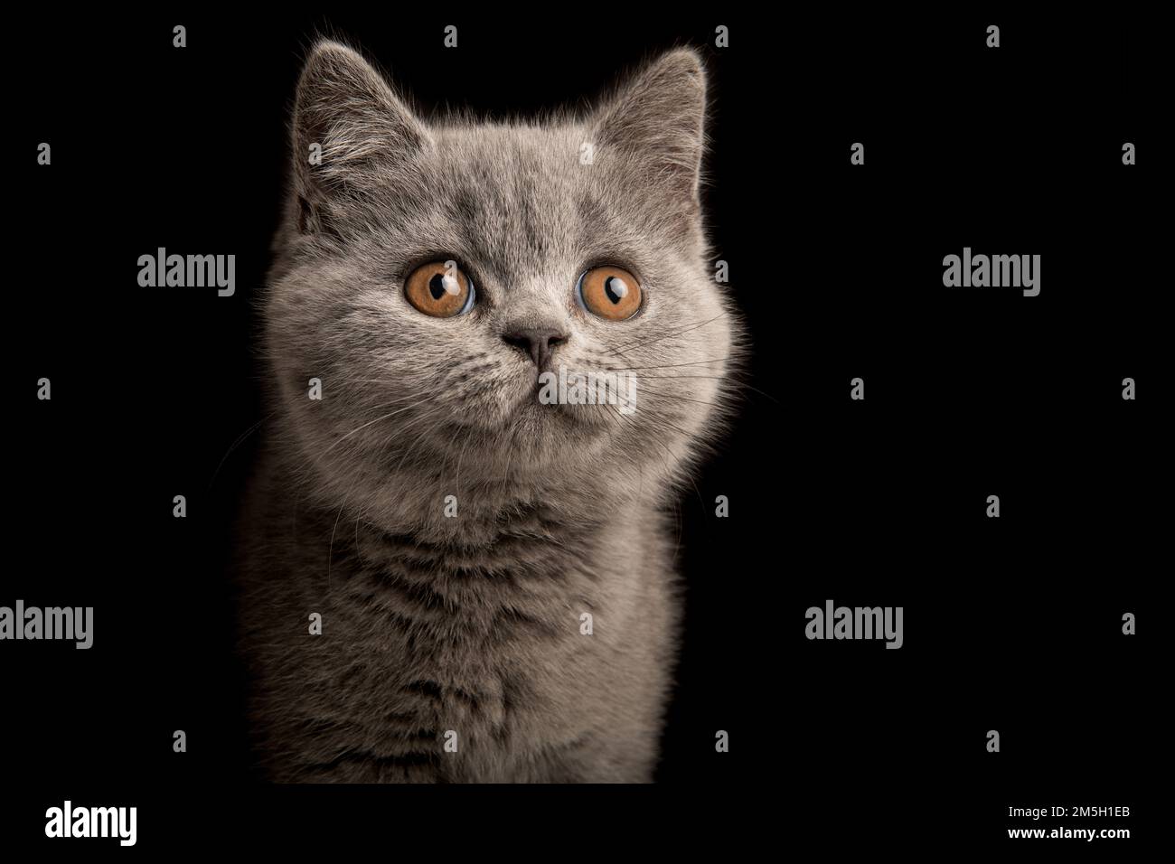 Portrait of a grey british shorthaired kitten with golden eyes looking ...