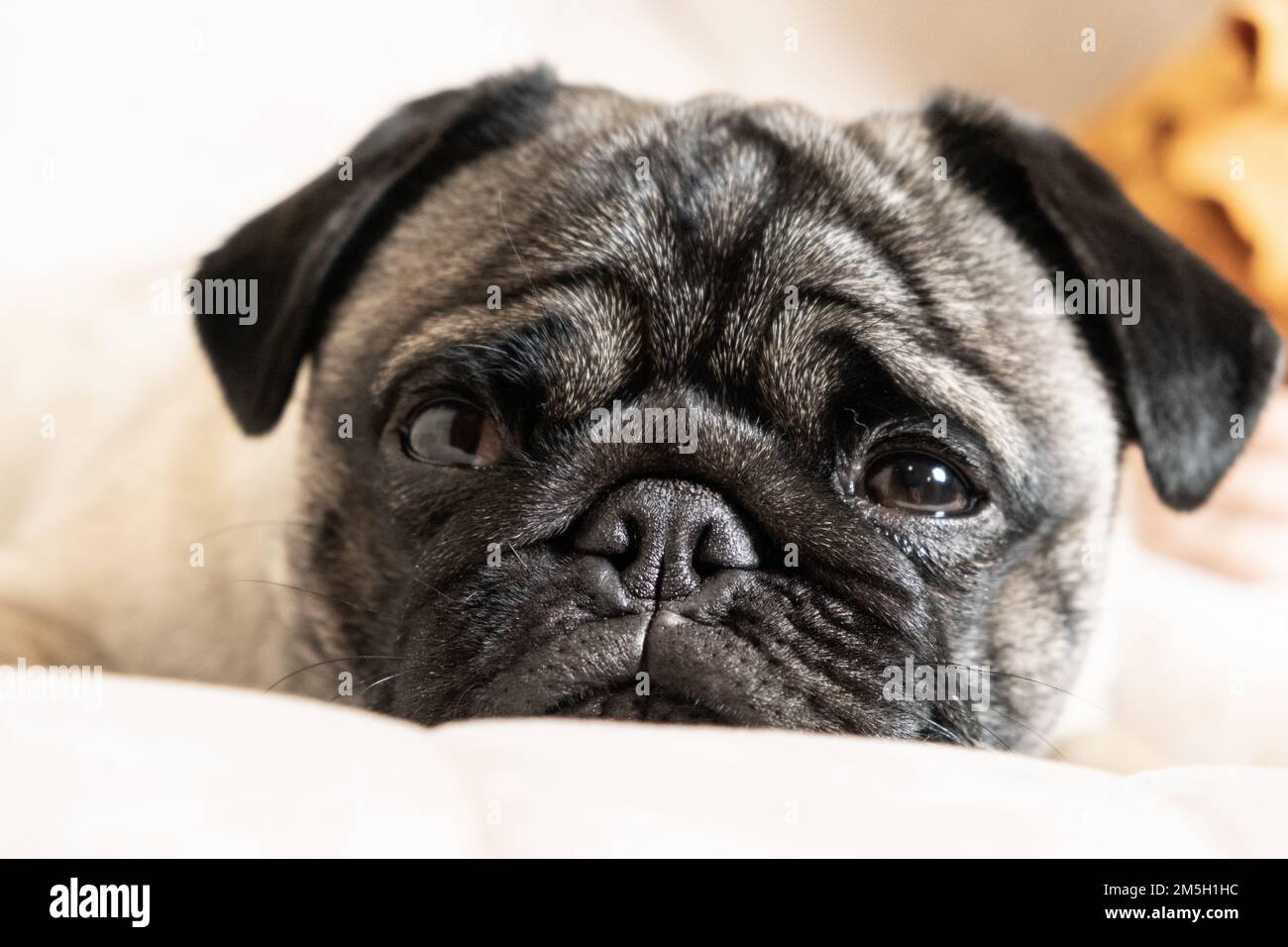 Pug nose hi-res stock photography and images - Alamy