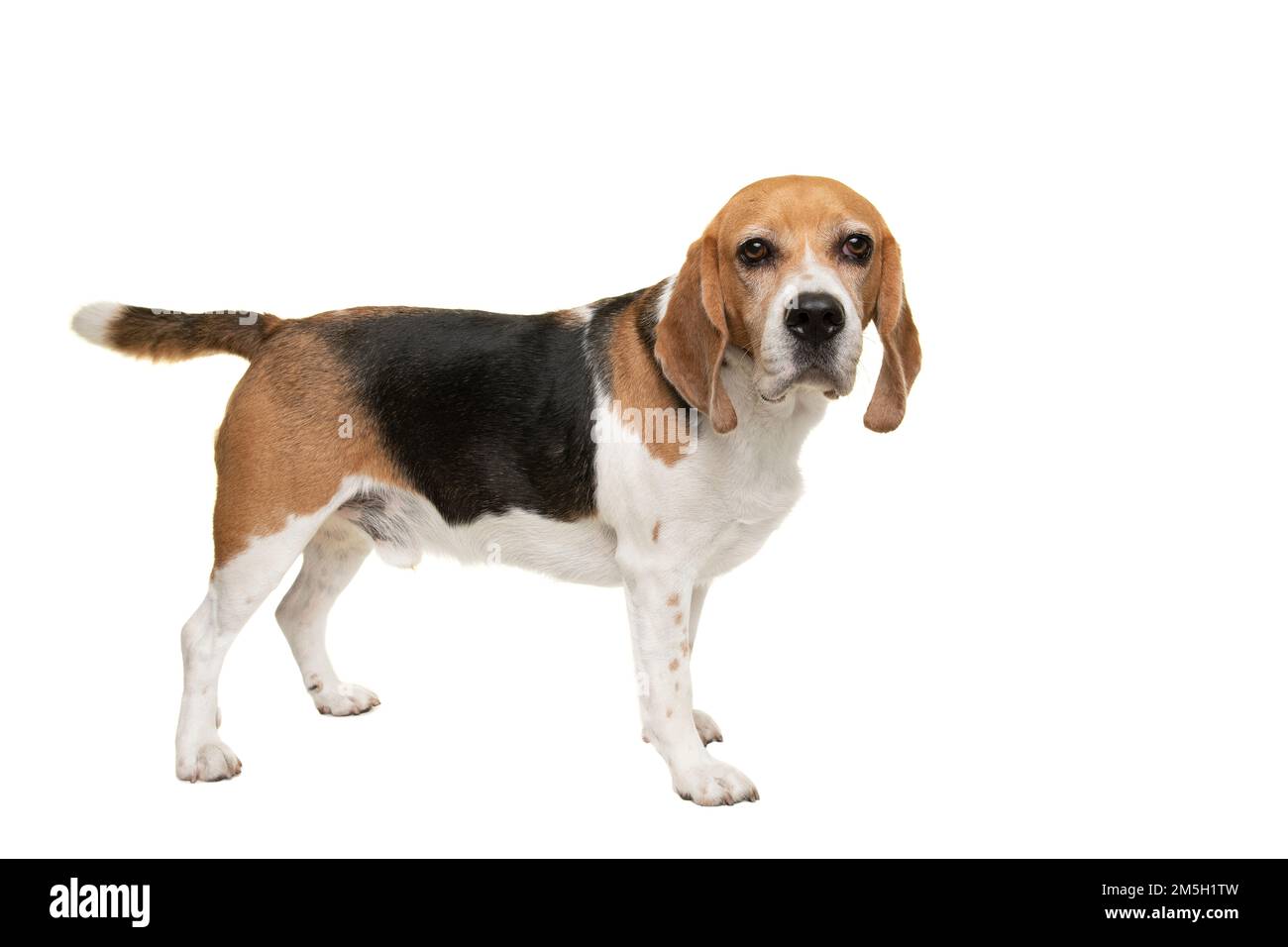 Adult beagle hi-res stock photography and images - Alamy