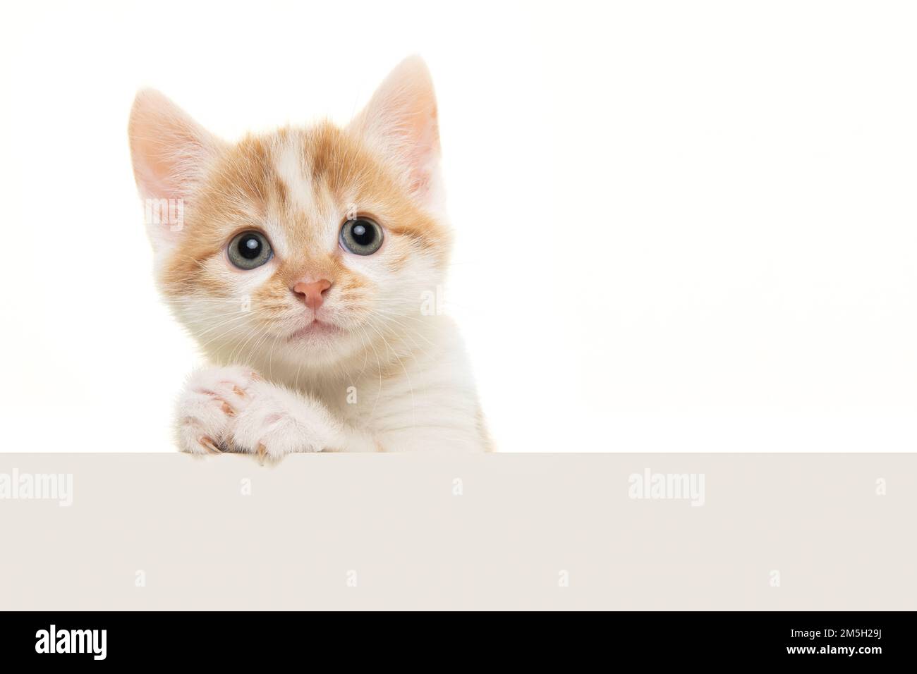 Praying cat hi-res stock photography and images - Alamy