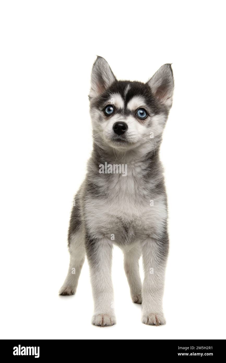 Cute pomsky puppy standing solated on a white background with blue eyes ...