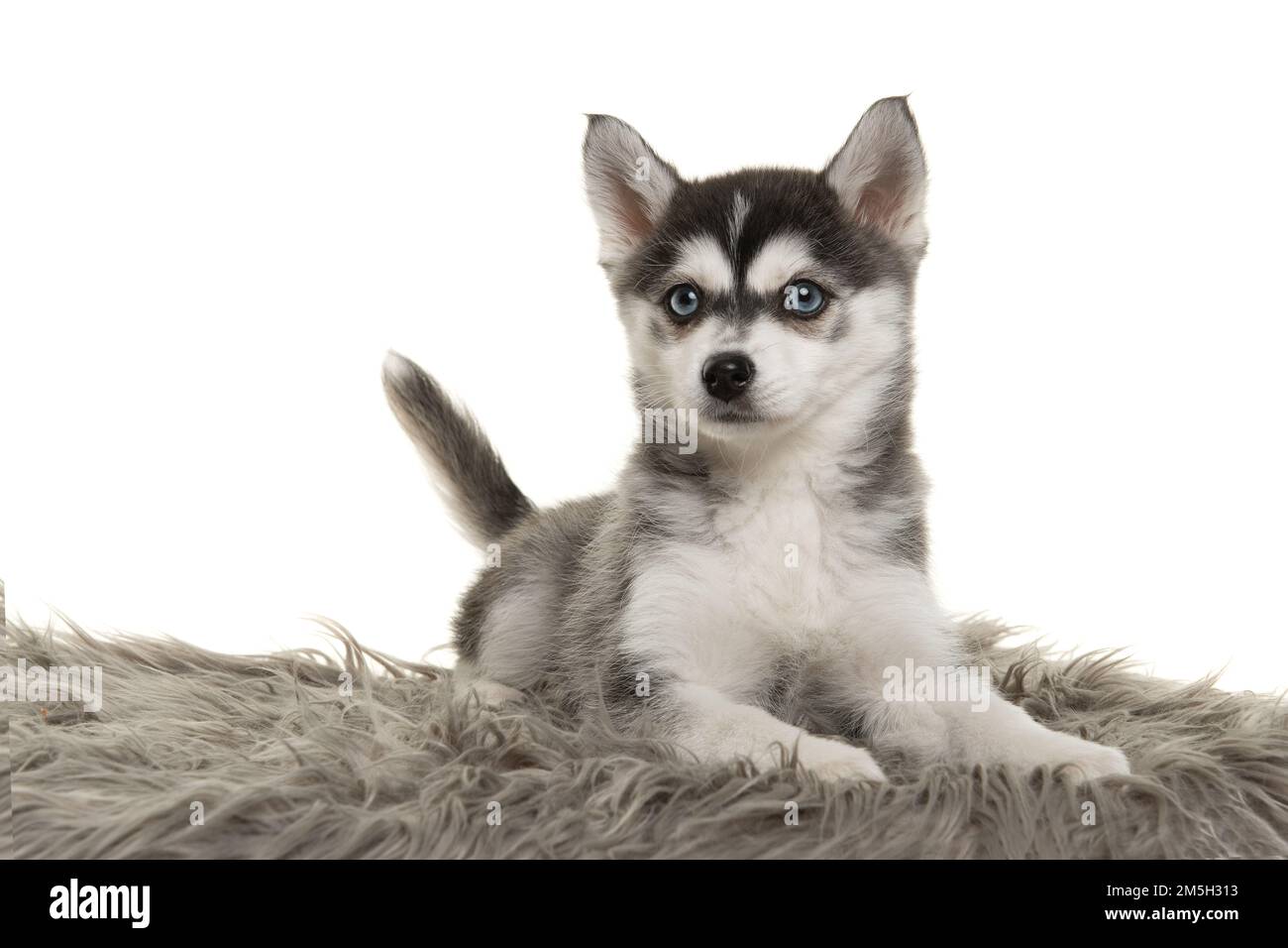 Cute pomsky puppy lying on a grey cushion looking at the camera with ...