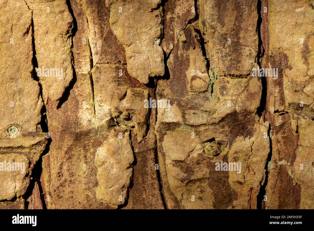 patterns and textures in the bark of a tree close up Stock Photo - Alamy