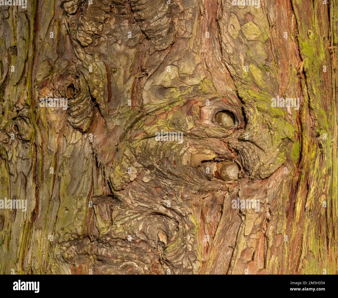 patterns and textures in the bark of a tree close up Stock Photo - Alamy