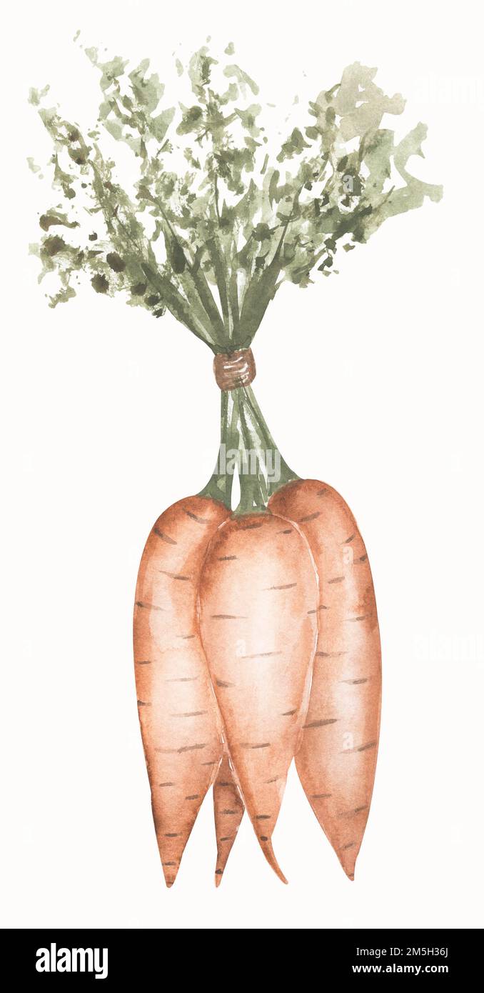 Carrot Bunch Clip Art Bunch Of Carrots Vector Images | Depositphotos