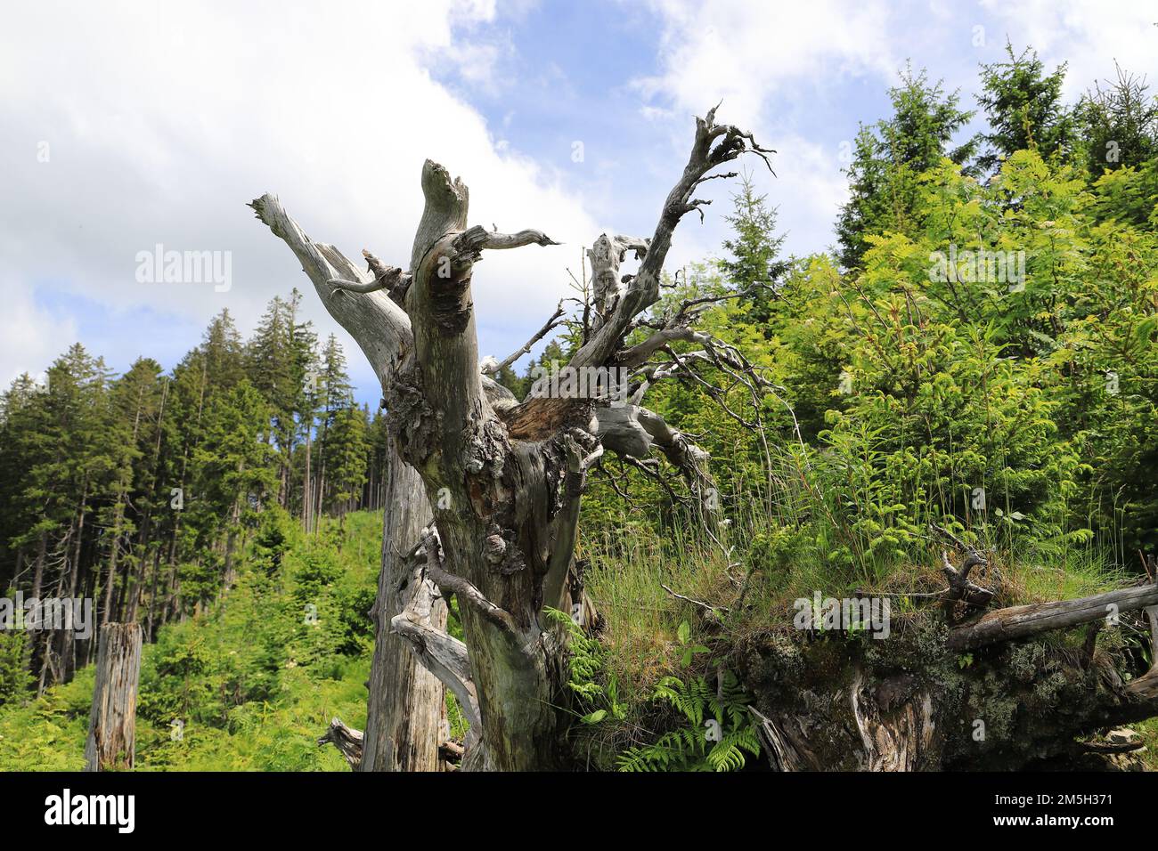 an old dead tree in a clearing Stock Photo - Alamy