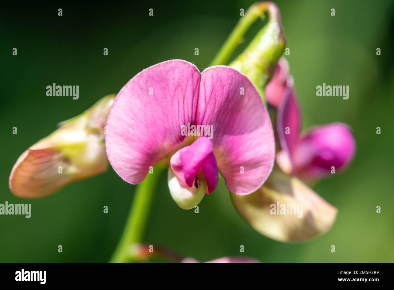 Macro shot of everlasting sweet pea (lathyrus latifolius) flowers in ...