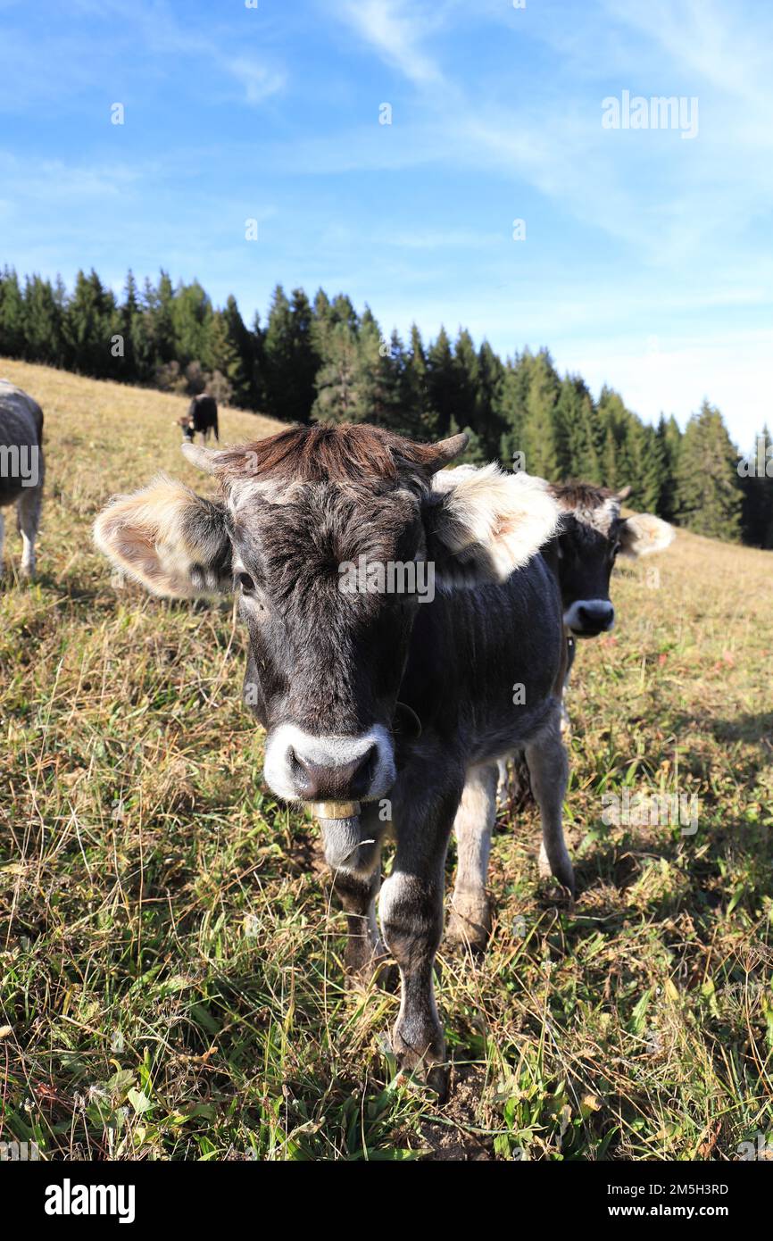 young cows on a pasture in the Alps Stock Photo - Alamy