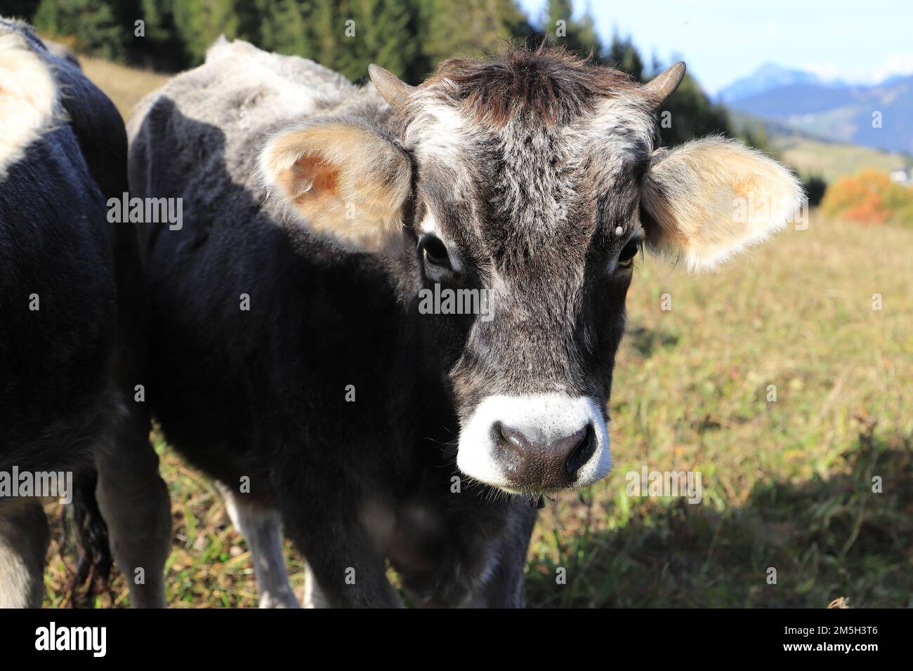 young cows on a pasture in the Alps Stock Photo - Alamy
