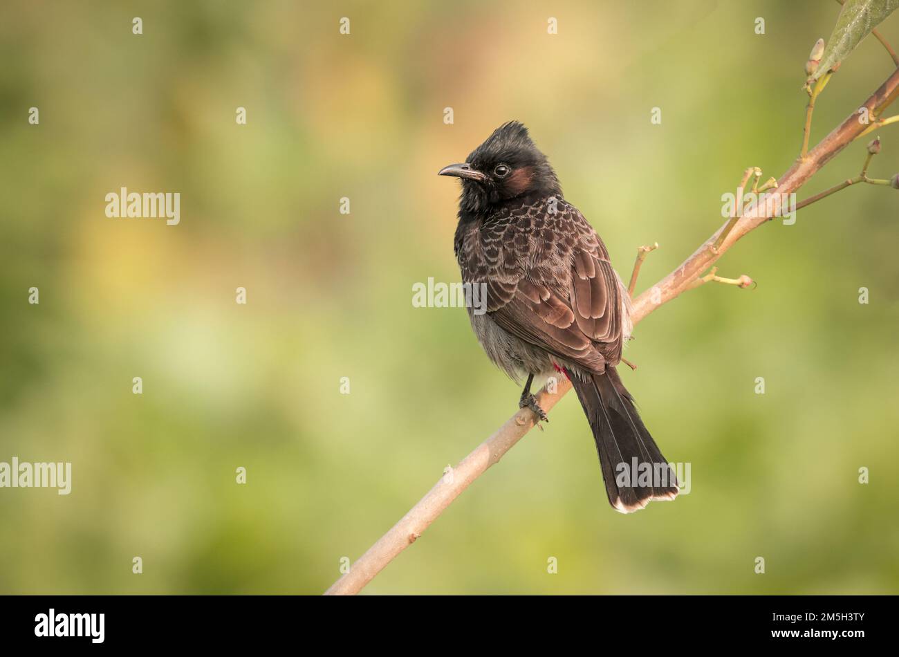 red-vented bulbul is a member of the bulbul family of passerines. It is ...