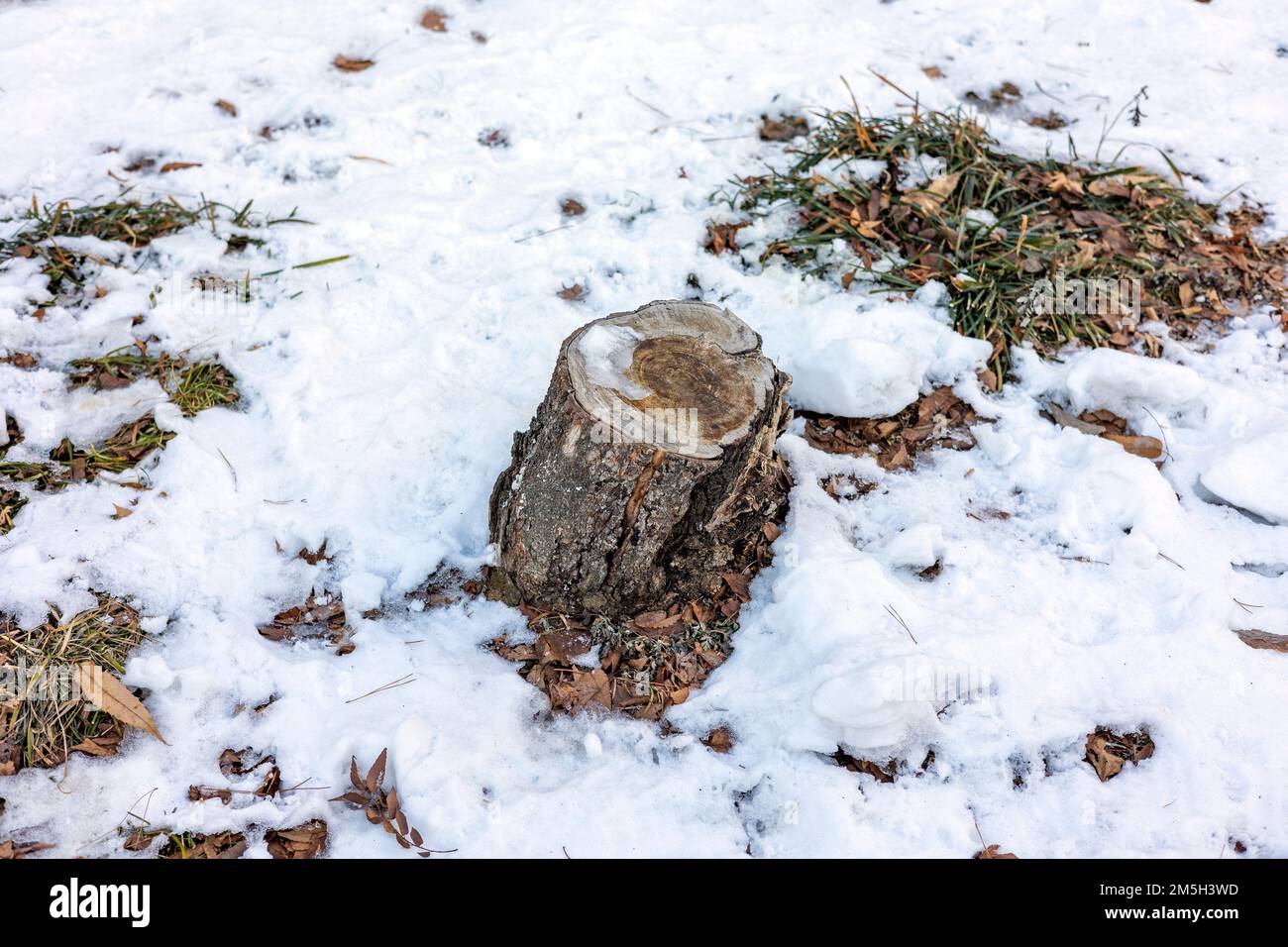 A tree stump on snow covered mountain in winter Stock Photo - Alamy