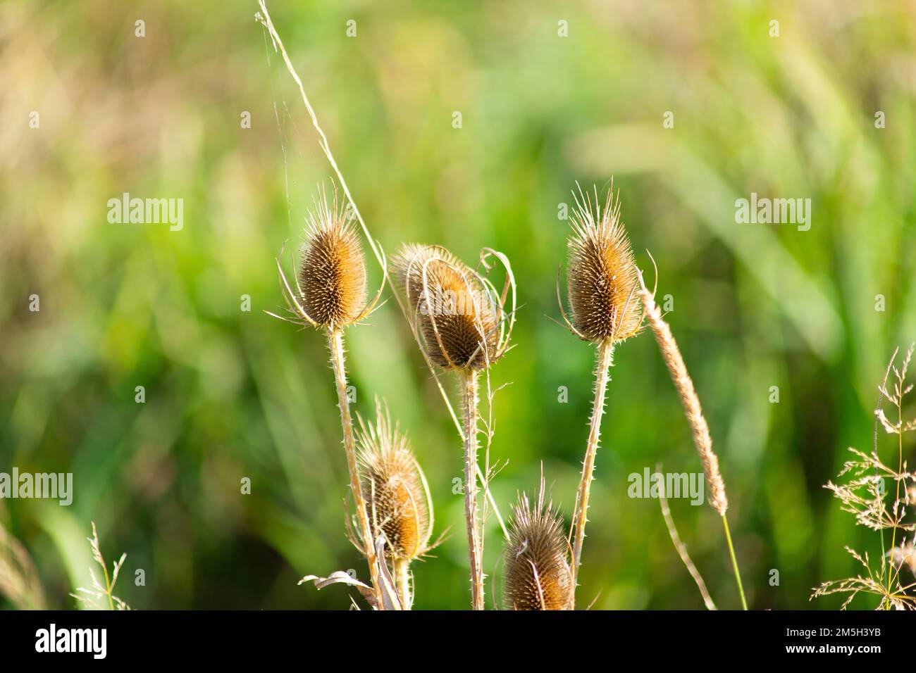 wild teasel in closeup with green bookeh background. High quality photo ...