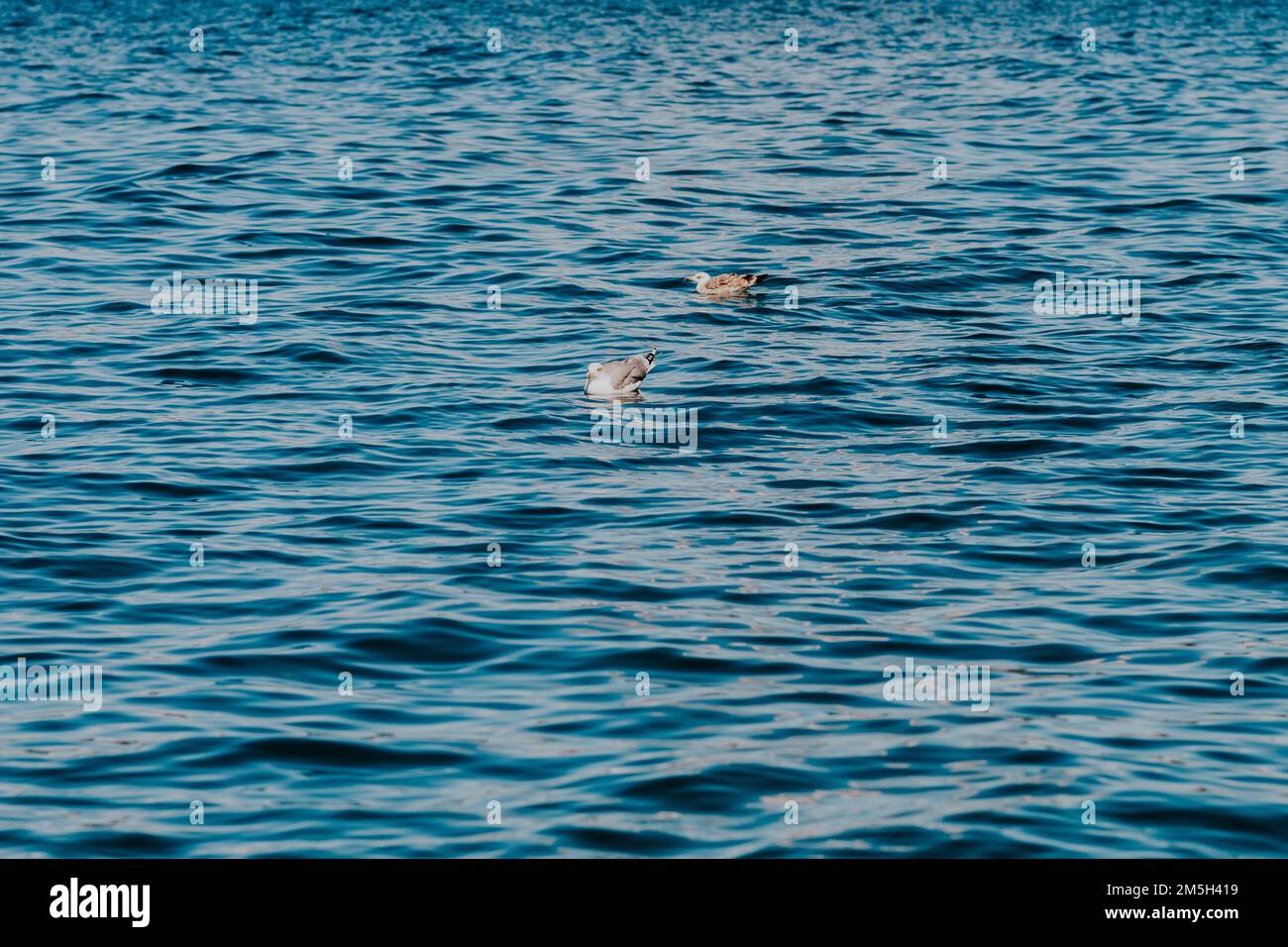 Deep sea bird hi-res stock photography and images - Alamy