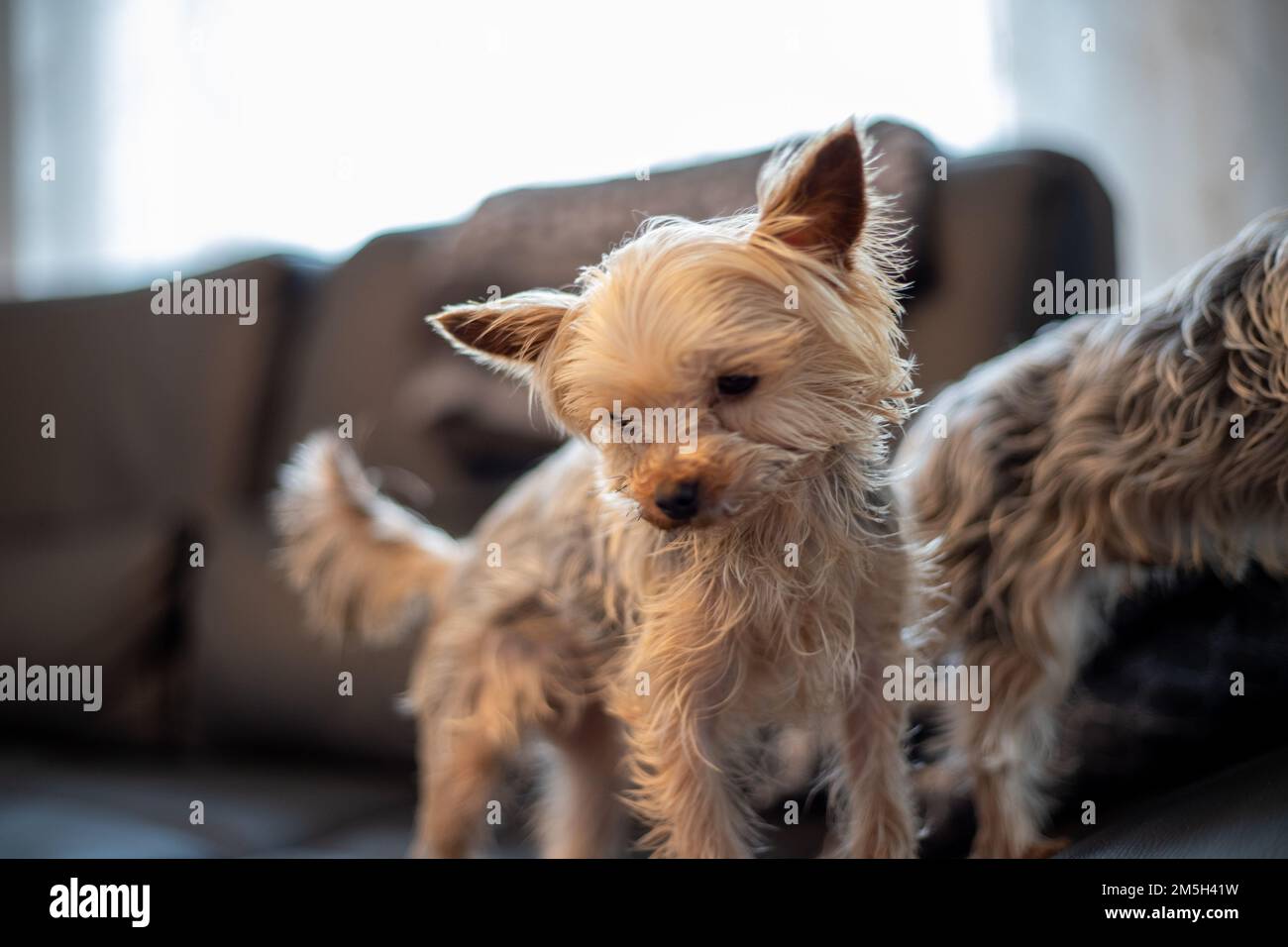 close-up of 2 Yorkshir terriers sitting together on a couch. High ...