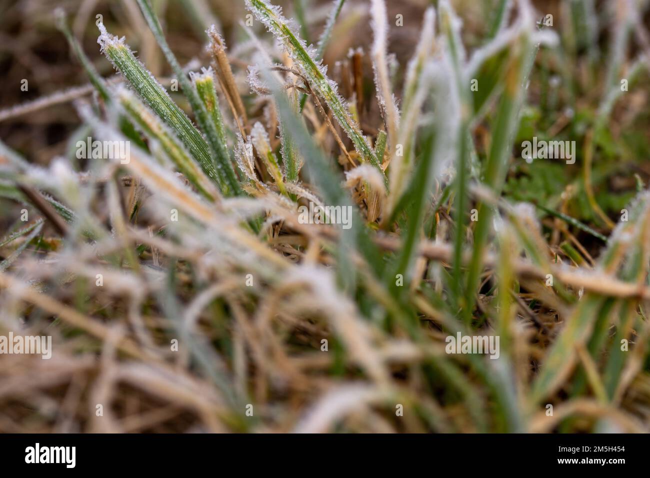 Frosted meadow grasses hi-res stock photography and images - Alamy