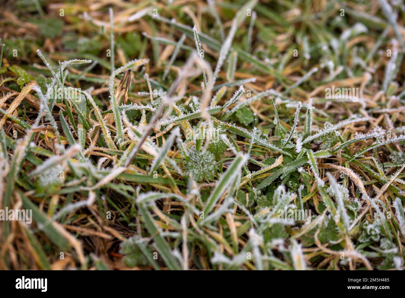 Frosted meadow grasses hi-res stock photography and images - Alamy