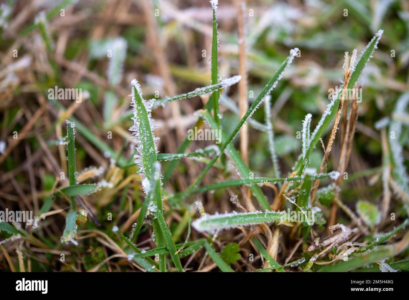 Frosted meadow grasses hi-res stock photography and images - Alamy