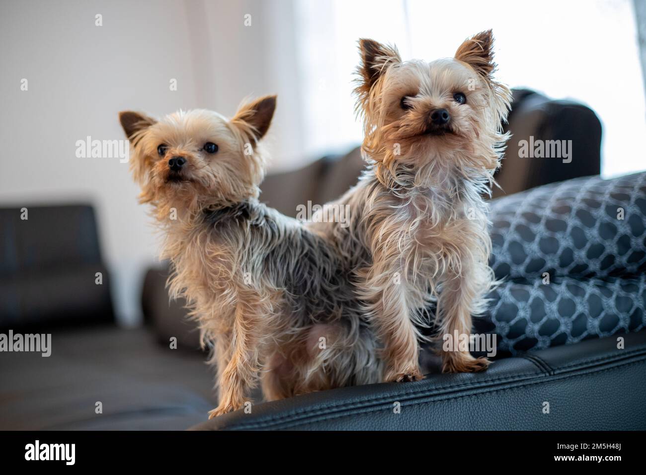 close-up of 2 Yorkshir terriers sitting together on a couch. High ...