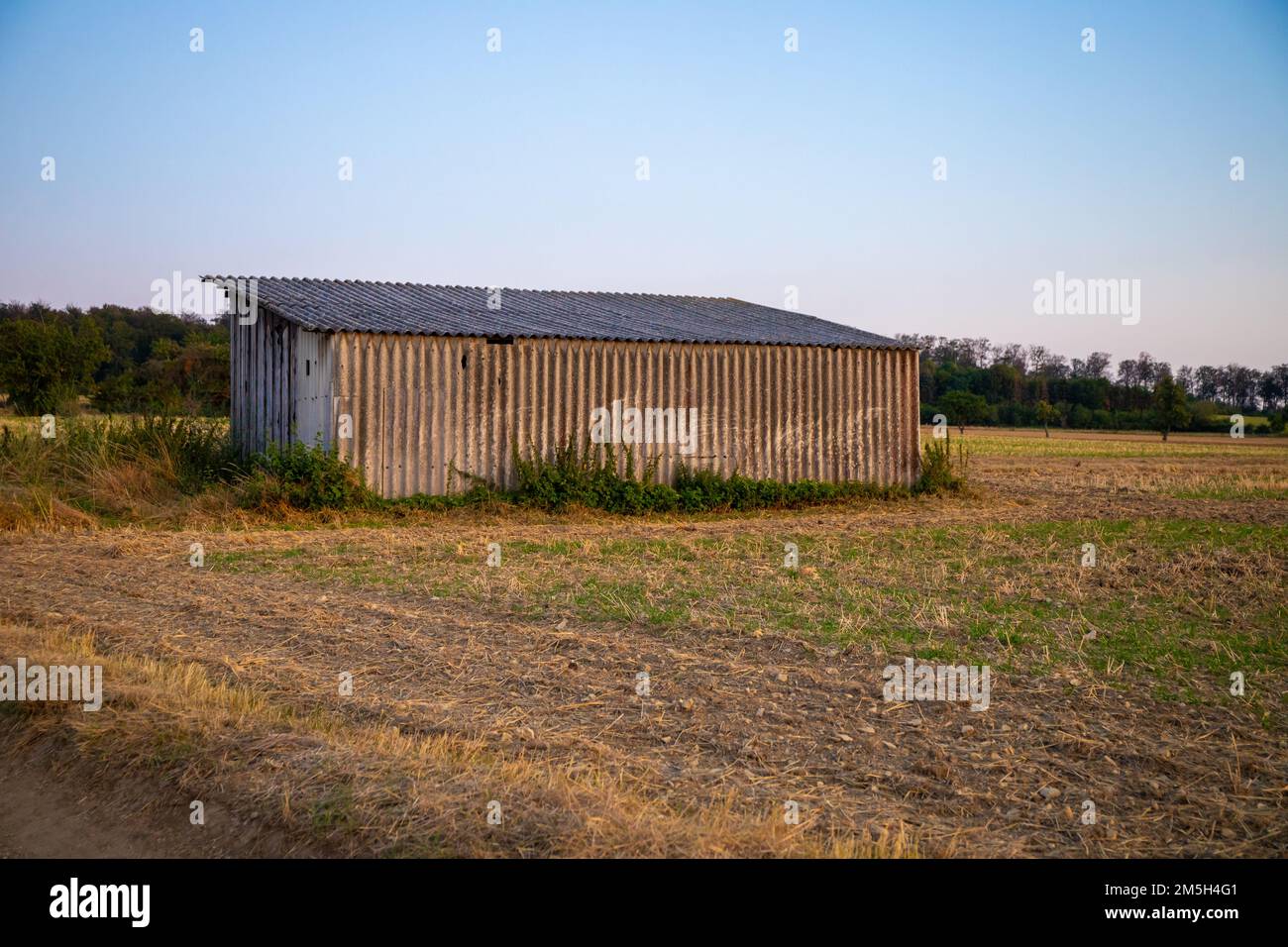 old overgrown barn overgrown with plants. High quality photo Stock ...