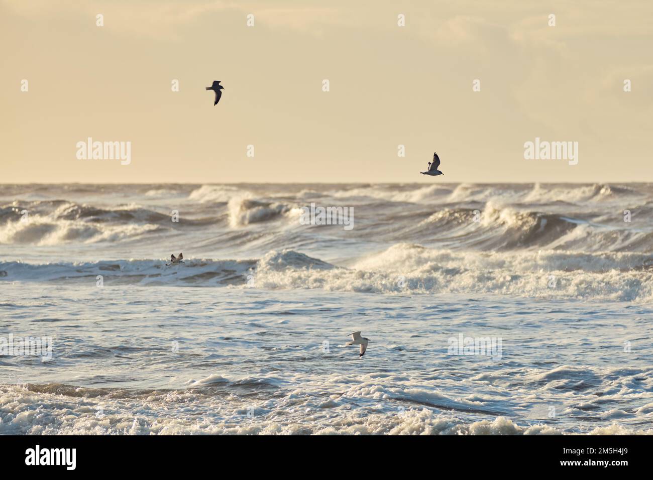 Seagulls in sunset flying over big waves on northern sea. High quality ...