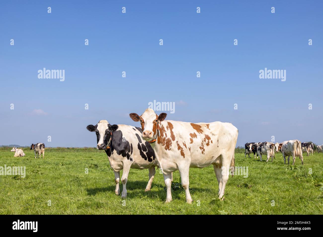 Two cows black red and white, standing full length upright side by side ...