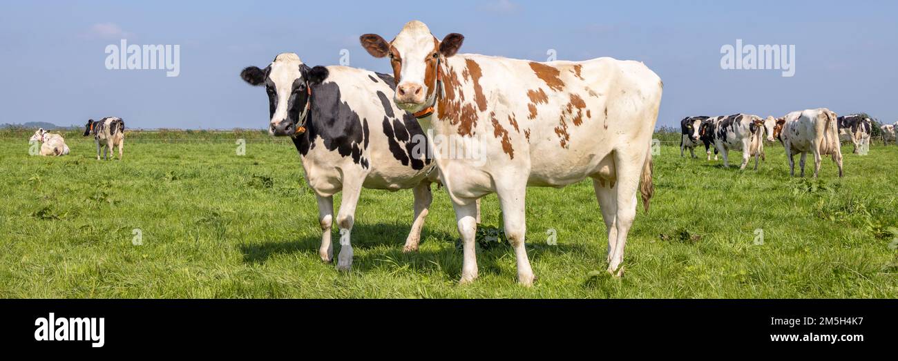 Two cows black red and white, standing upright side by side in a field ...