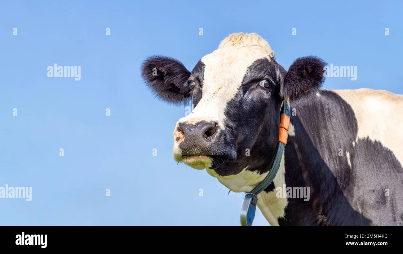 Cute cow, black and white looking surprised wondering, nose and chin ...