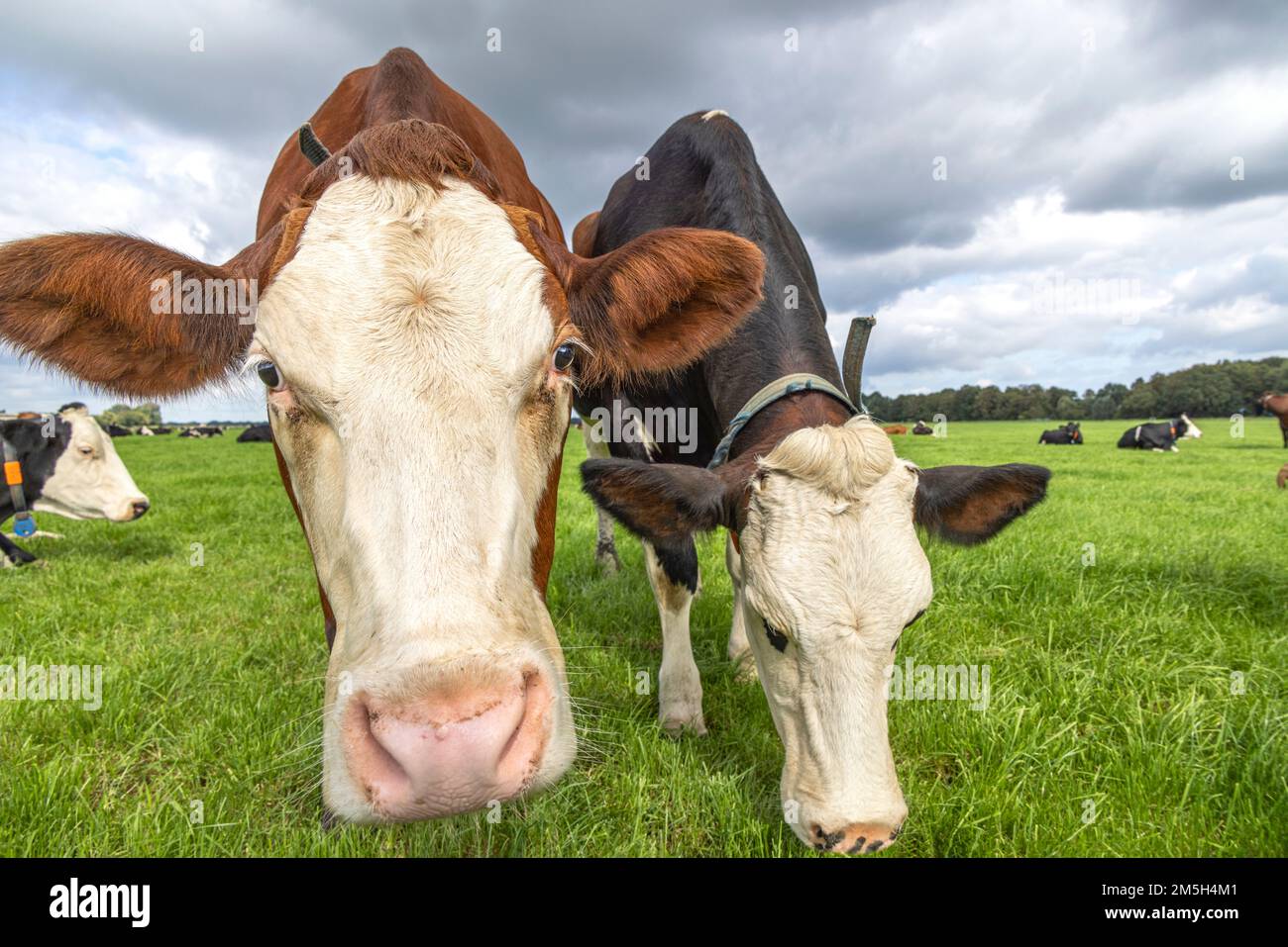 Two cows grazing heads close up, lovingly and playful together in a ...